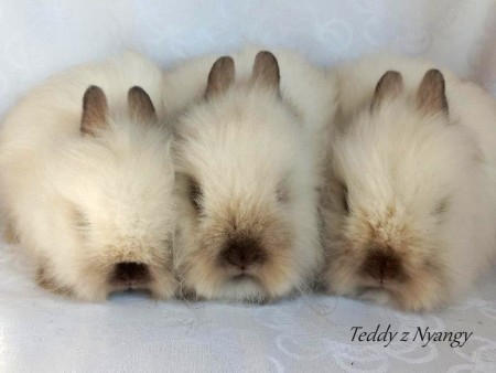 Vrh R17 - zakrslý teddy :: Chov králíčků Teddy z Nyangy